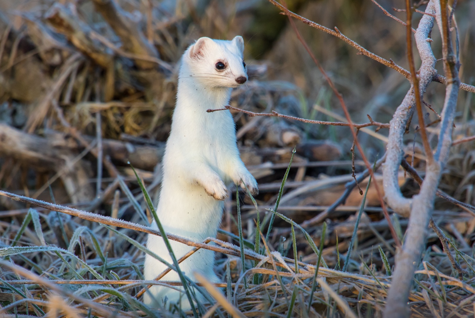 Förderung - Förderbereiche - Umwelt - Lebensraum Wiesel